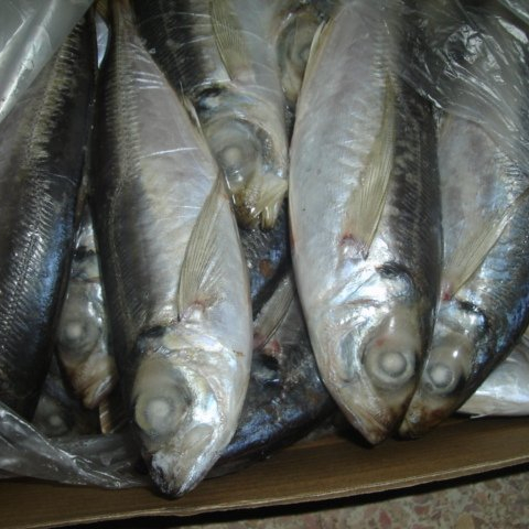Frozen-Mackerel-Fish – Landove International Import & Exports (PTY) LTD